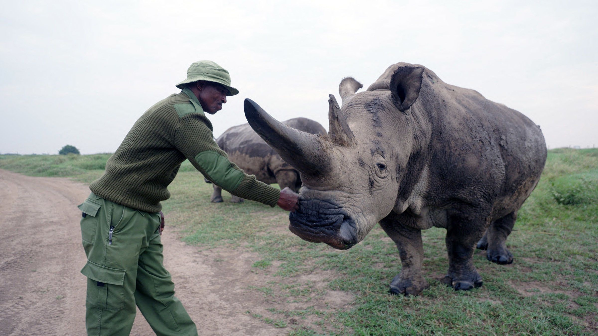 Proteção armada e FIV: filme mostra luta contra extinção de ...