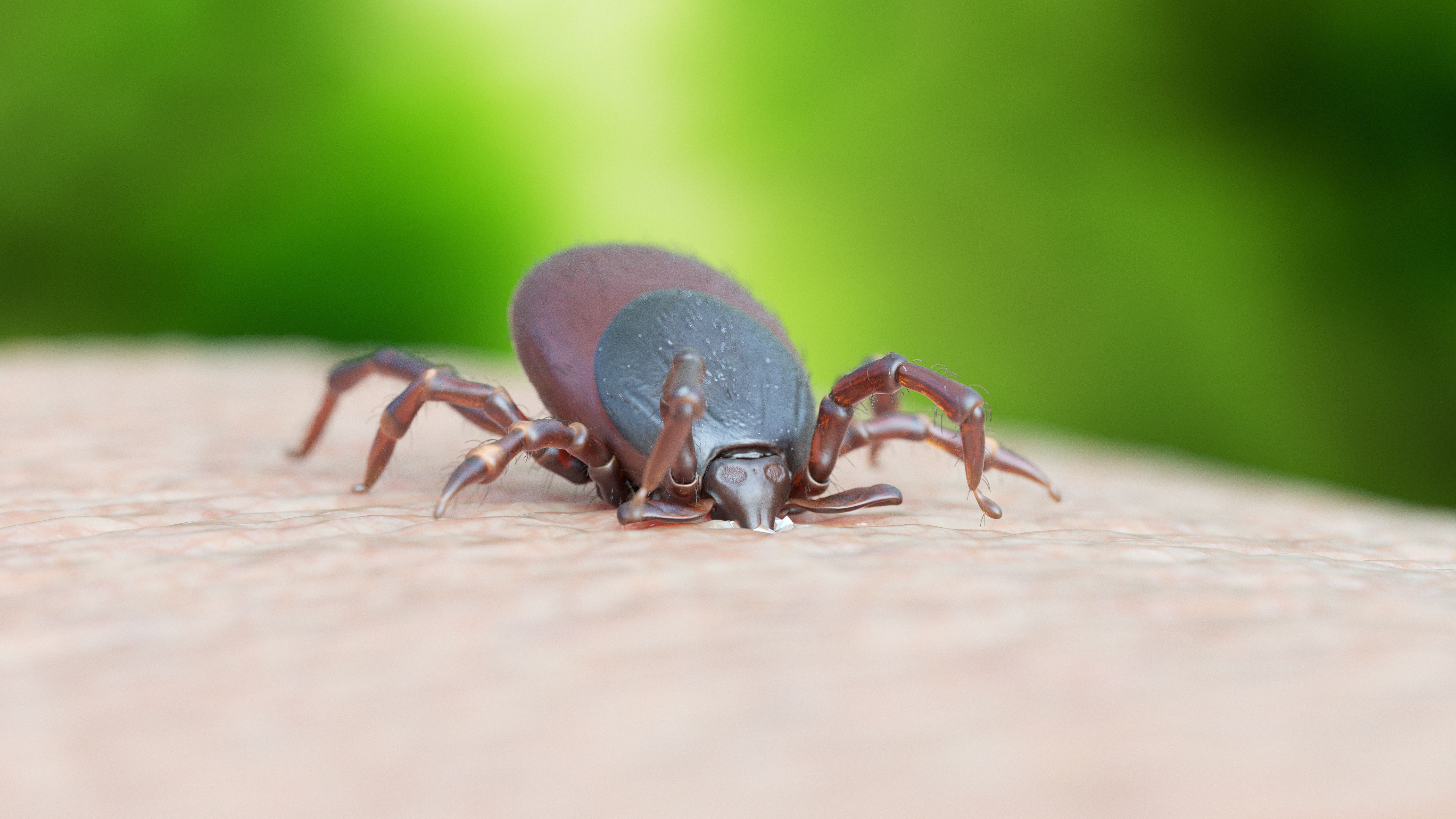 Doença de Lyme: entenda o que é, sintomas e tratamento | Web Stories ...