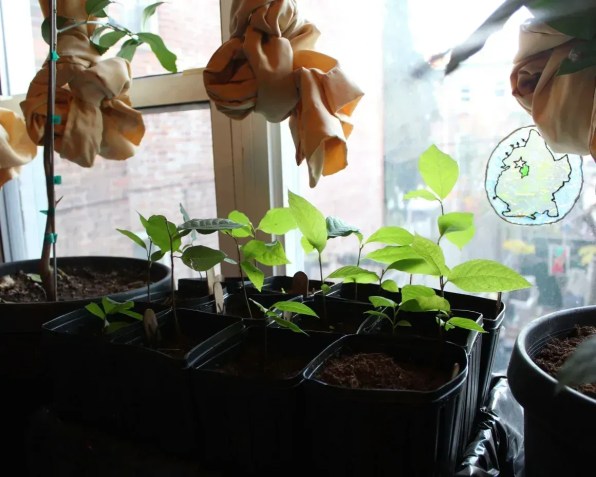 Cultivo de frutas raras vira alternativa para eventos climáticos ...