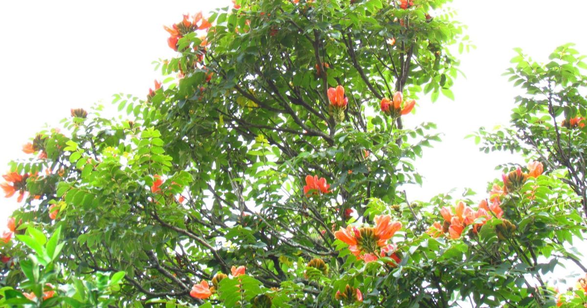 Santa Catarina aplicará multa de mil reais em quem plantar "flor ...