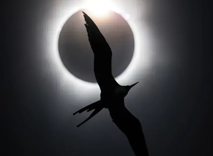 Estudo mostra impacto de eclipse solar no comportamento de aves | CNN Brasil