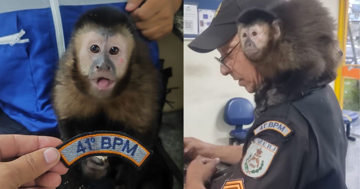 PM resgata macaco usado por traficantes após perseguição no Rio de ...