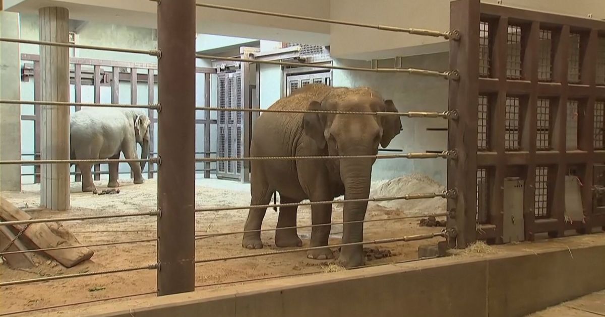 Zoológico dos EUA ganhará filhote de elefante pela primeira vez em 25 ...