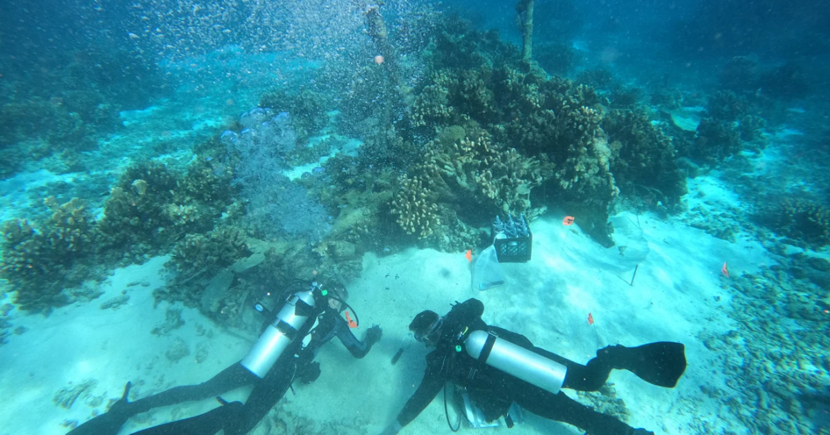 Como DNA do fundo do oceano pode mudar busca por soldados perdidos no ...