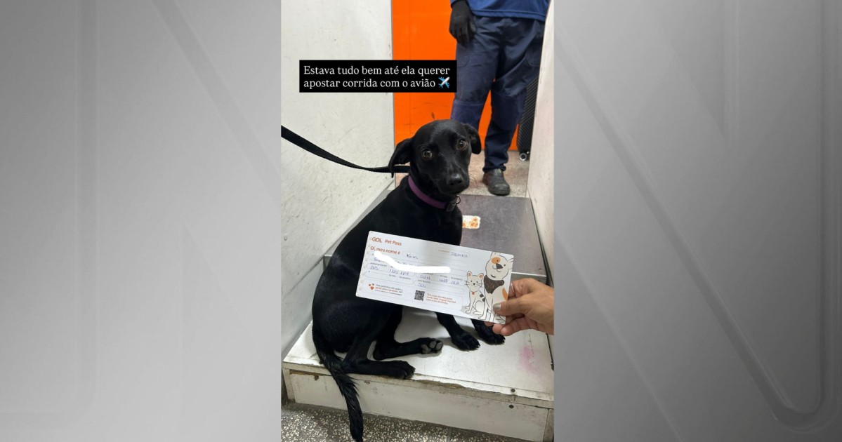 Cachorra foge em Congonhas e paralisa aeroporto por quase dez minutos ...