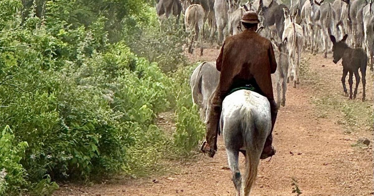 População de jumentos no Brasil é dez vezes maior que o estimado | CNN ...