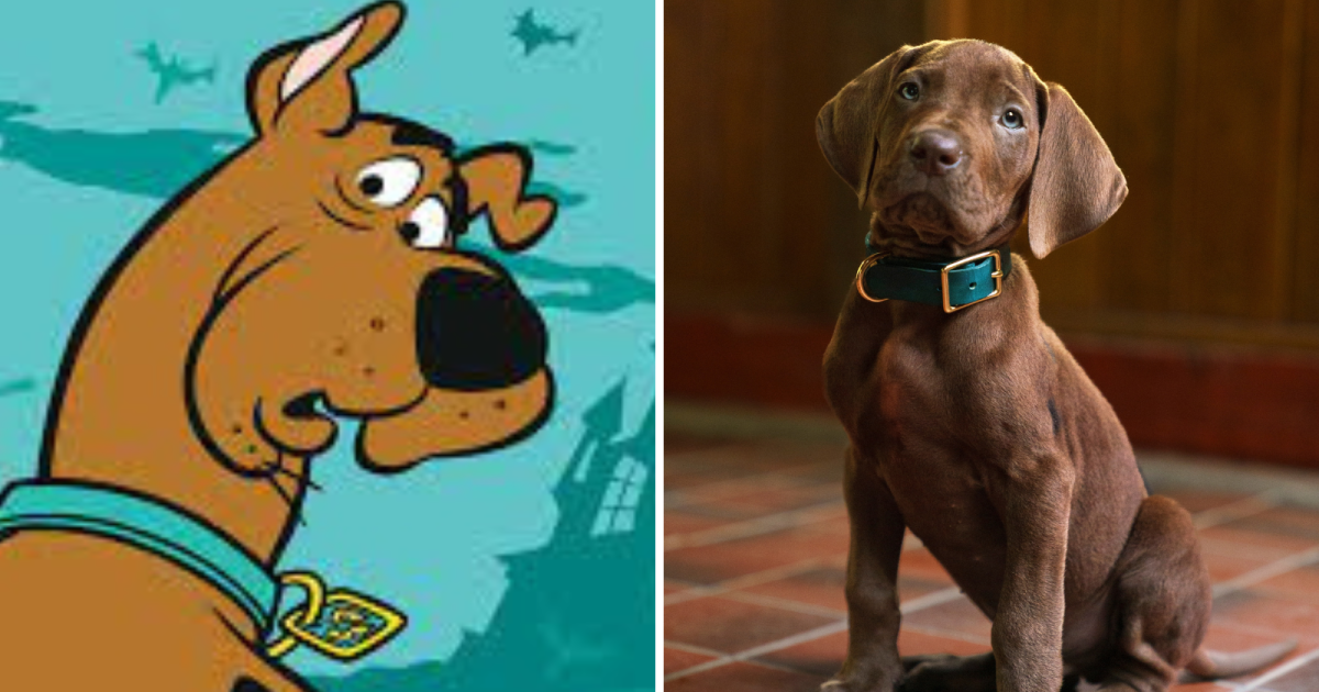 Scooby Doo na vida real: conheça a raça do cão icônico | CNN Brasil
