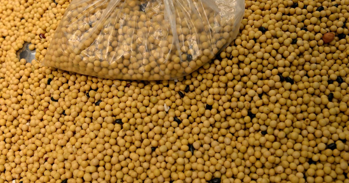 Área de soja de MT deve saltar 33% em dez anos com avanço em pastagens ...